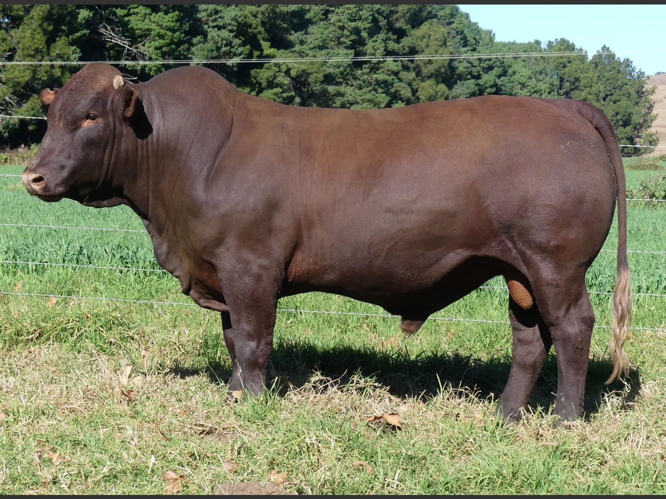 Lot 53 | UP GEORGE BONSMARA BRANDED BEEF 24STE PRODUKSIEVEILING ...