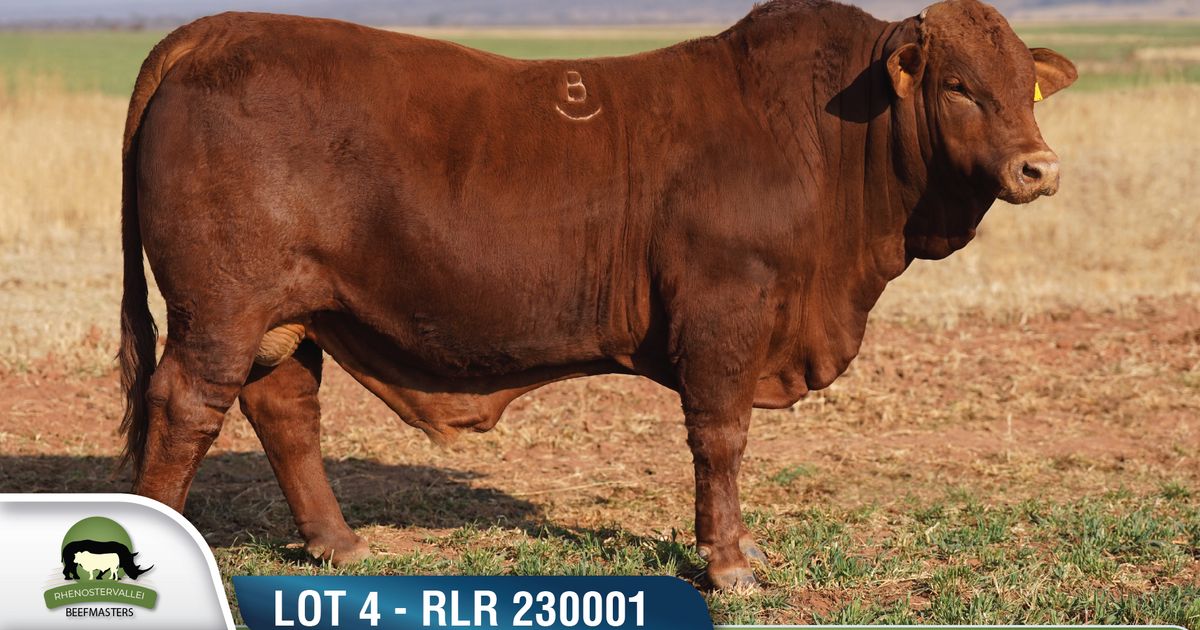 Lot 4 | RHENOSTERVALLEI & BEEF ON GRASS BEEFMASTERS 11DE ...