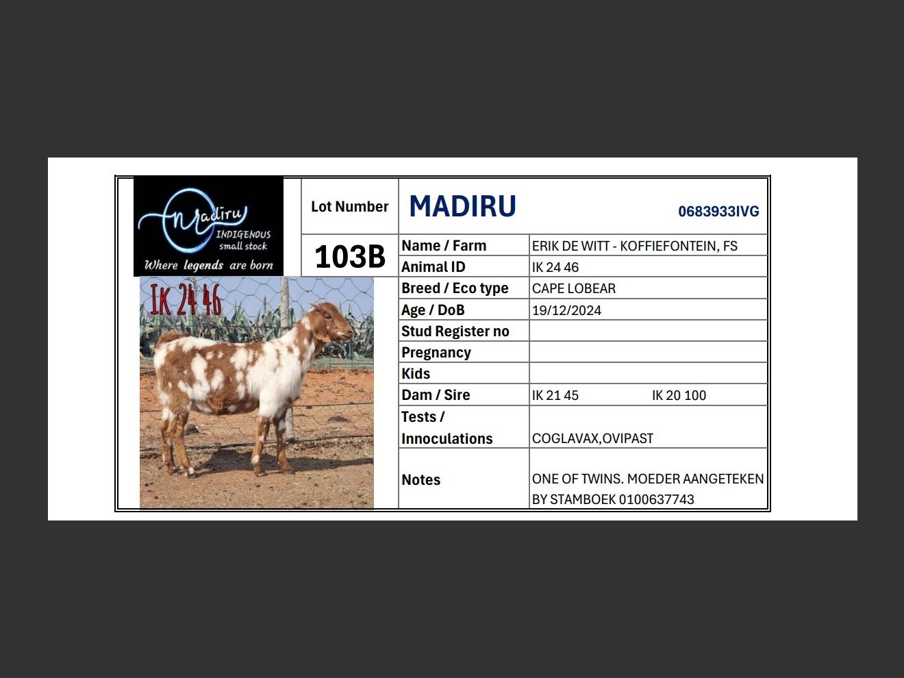 Lot 103B | IVG HERITAGE AUCTION | SwiftVEE | Livestock & Cattle Webcast ...