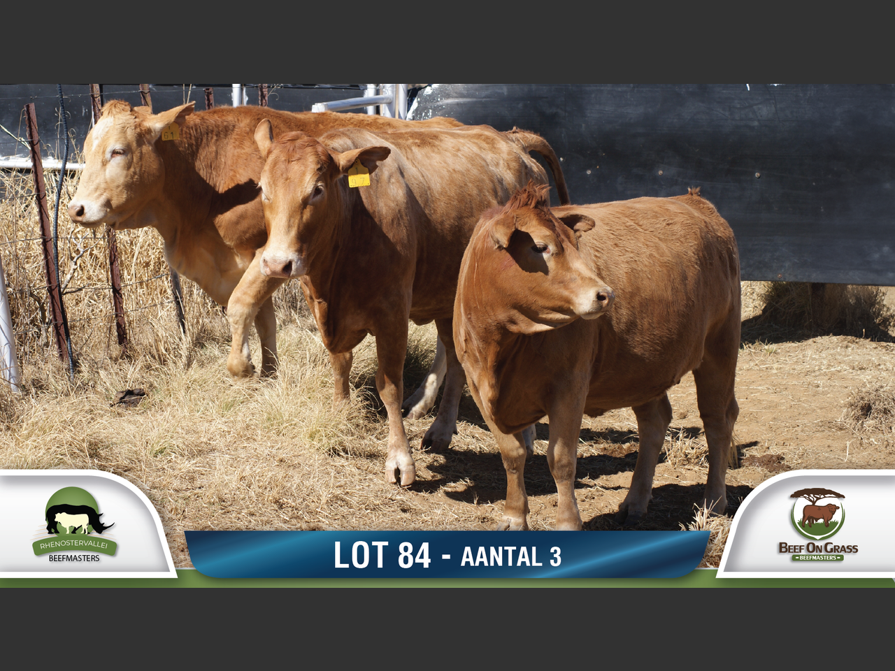 Lot 84 | RHENOSTERVALLEI & BEEF ON GRASS BEEFMASTERS 11DE ...