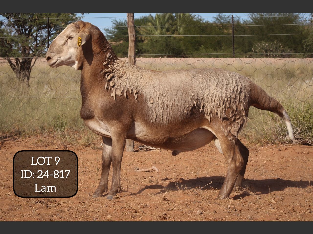 Lot 9 | BETHAL & DANKBAAR MEATMASTER PRODUCTION AUCTION | SwiftVEE ...