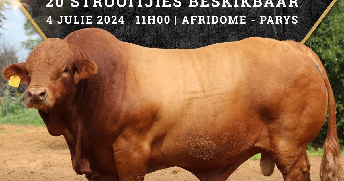Lot 35B | NASIONALE BEEFMASTER VEILING | SwiftVEE | Livestock & Cattle Webcast Auctions