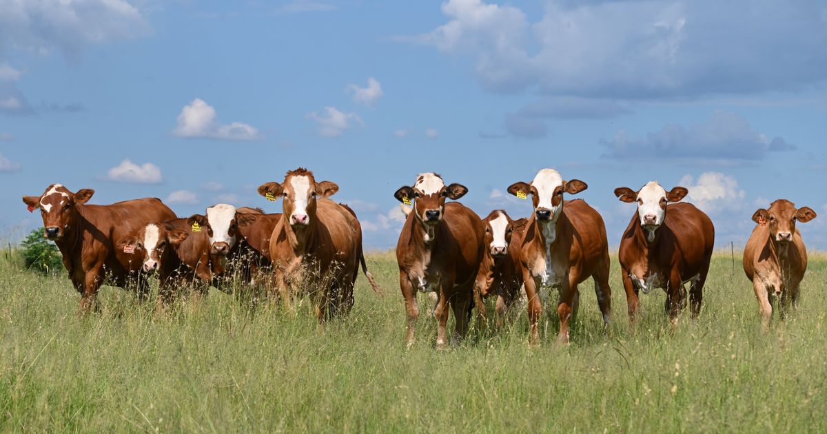 Lot 78A | LEKATU SIMBRA & SIMMENTALER ALGEHELE UITVERKOPING | SwiftVEE ...