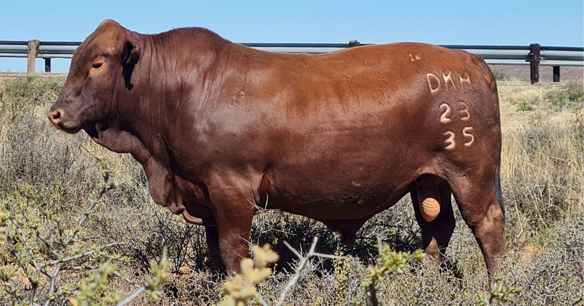 Lot 5 | DONKERHOEK TULI'S PRODUKSIEVEILING | SwiftVEE | Livestock ...