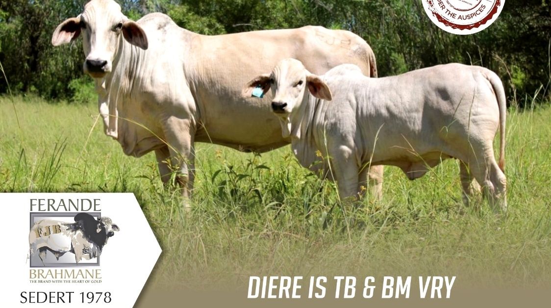 FERANDE BRAHMAN VEILING | SwiftVEE | Livestock & Cattle Webcast Auctions