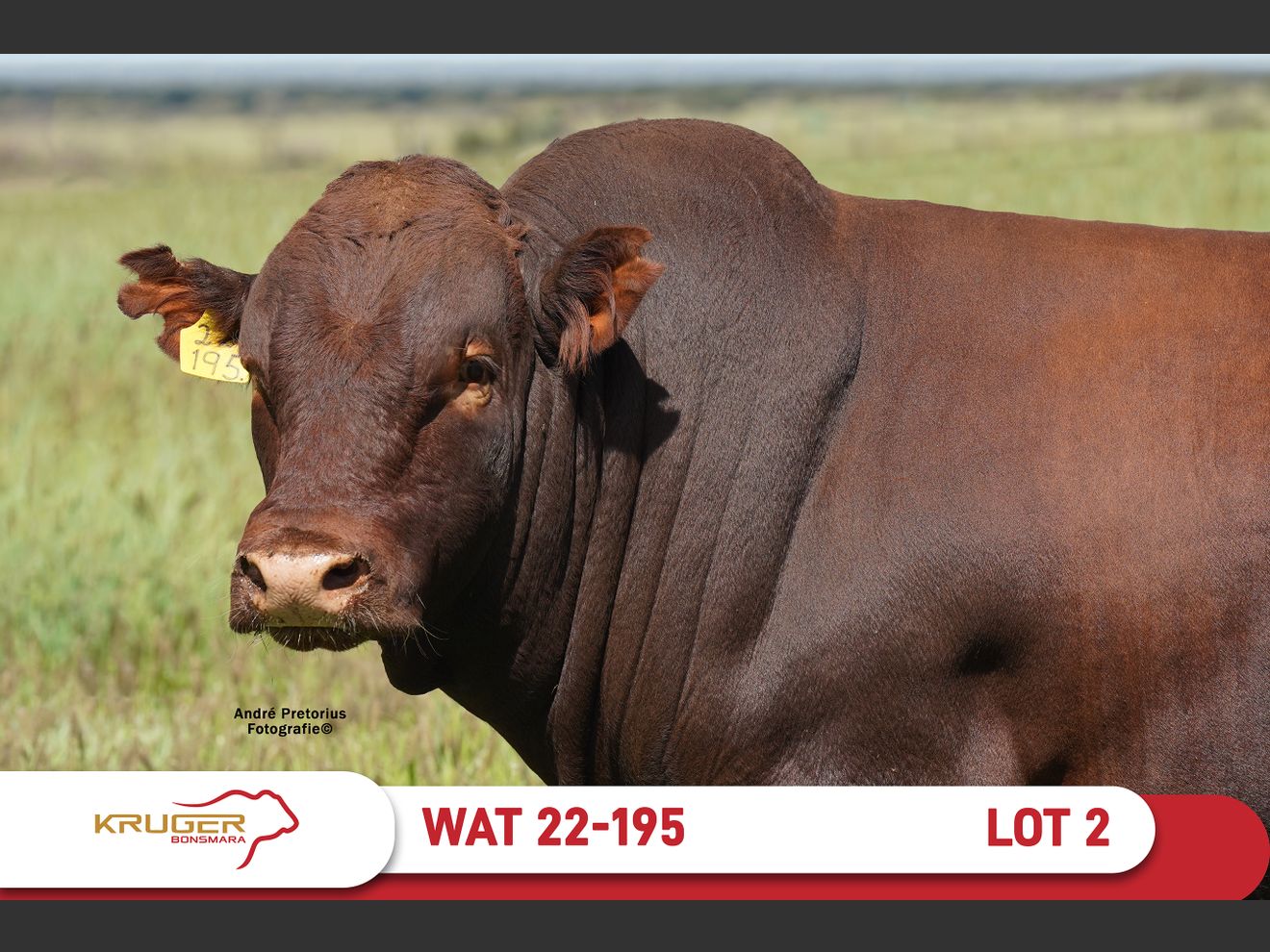 Lot 2 | LHB & KRUGER BONSMARAS PRODUKSIEVEILING | SwiftVEE | Livestock & Cattle Webcast Auctions