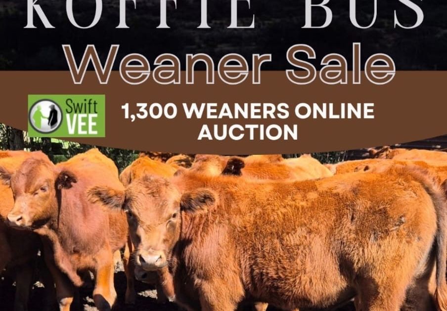 KOFFIEBUS & TEEBUS WEANER SALE | SwiftVEE | South Africa’s Leading ...