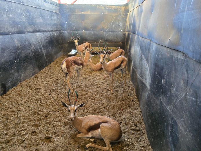 Lot 3A | AL BADENHORST ELITE WILDVEILING | SwiftVEE | Livestock ...