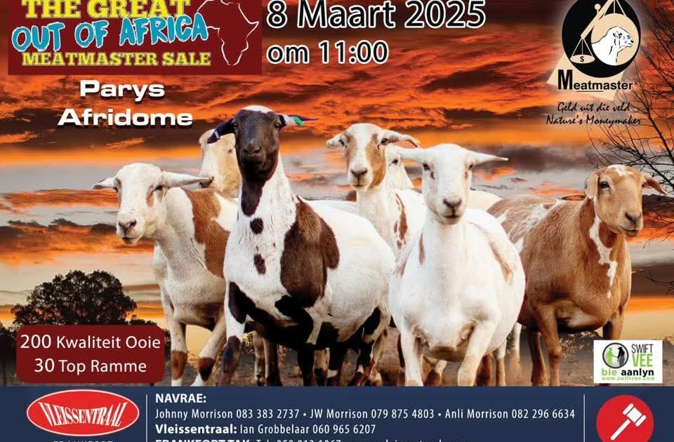 THE GREAT OUT OF AFRICA MEATMASTER SALE | SwiftVEE | South Africa’s ...