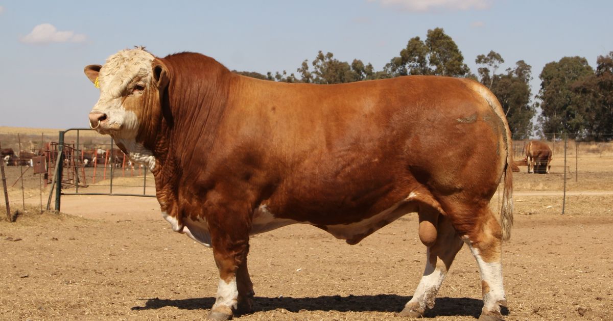 Lot 40 | 3 VAN DIE BESTES SIMMENTALERS 19DE JAARLIKSE VEILING ...