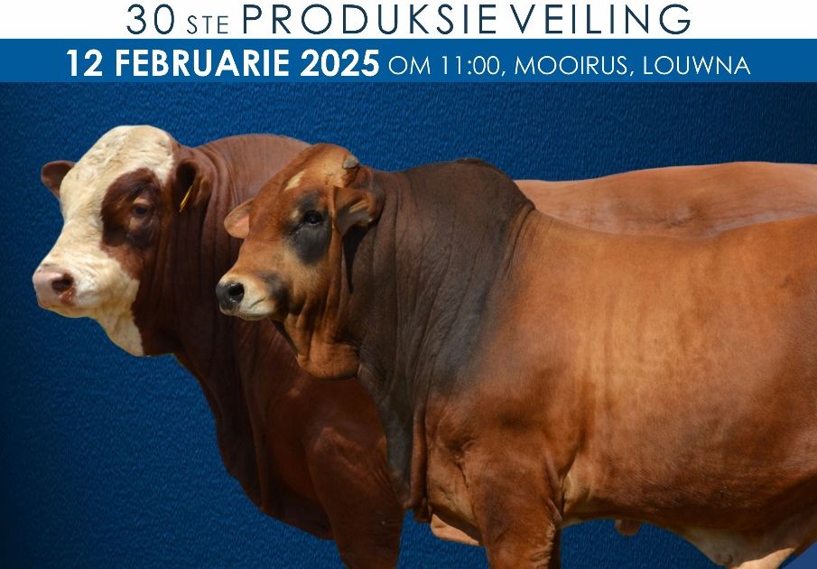 MALEMBA BOERDERY 30STE PRODUKSIEVEILING | SwiftVEE | Livestock & Cattle ...