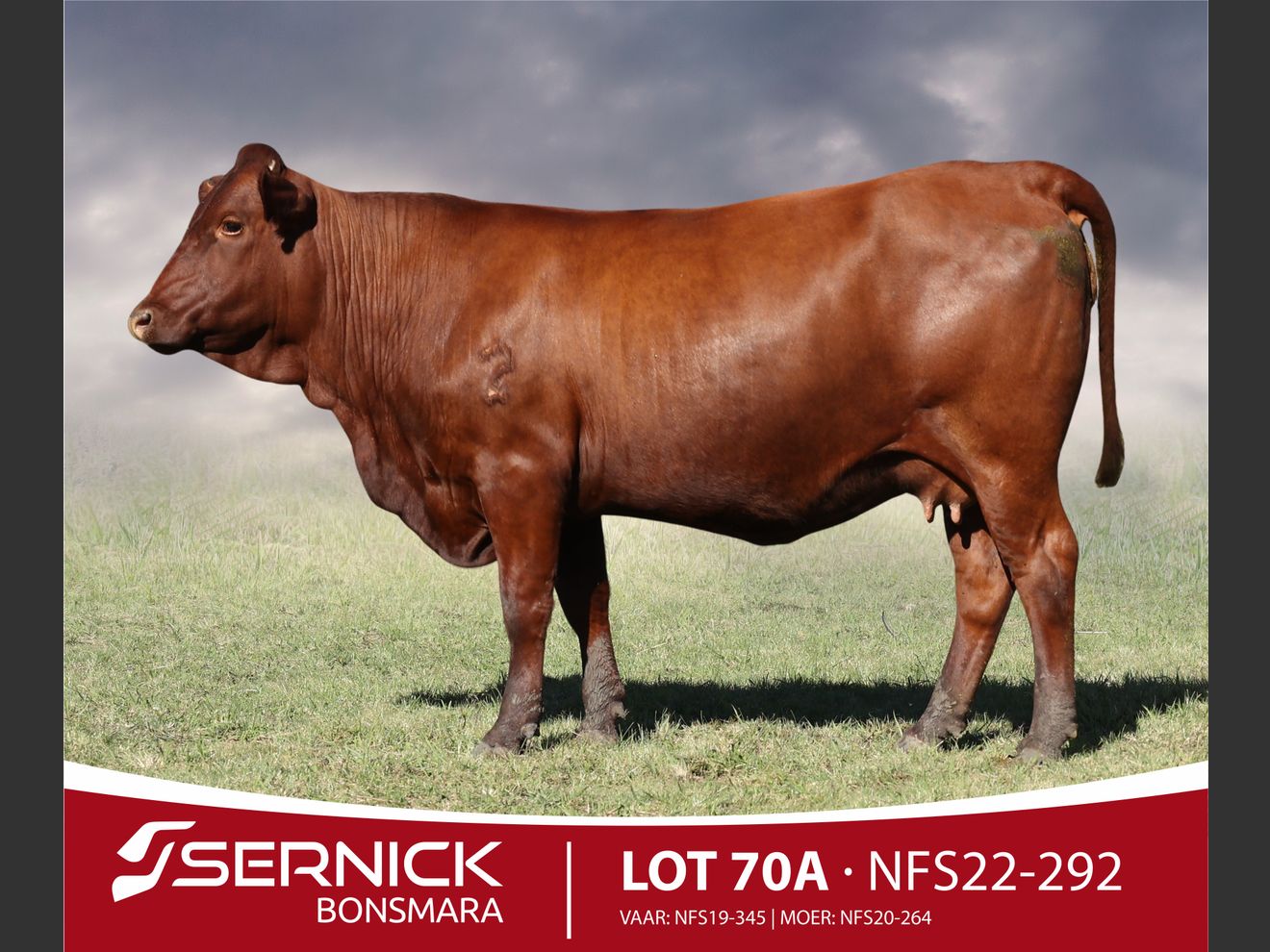 Lot 70A | SERNICK BONSMARA 47STE PRODUKSIEVEILING | SwiftVEE ...