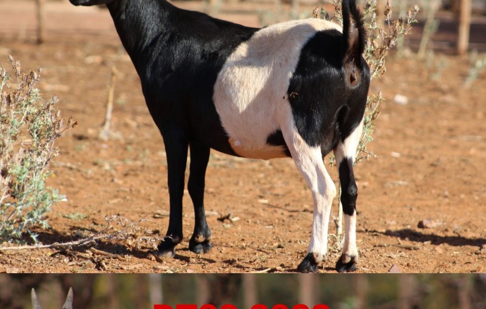 Lot 25 Indigenous Veld Goat National Auction Swiftvee Livestock And Cattle Webcast Auctions