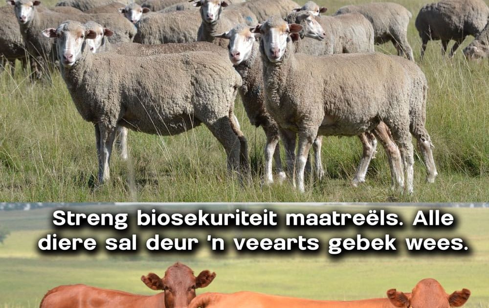 SPESIALE BEES EN SKAAP AANLYN VEILING | SwiftVEE | South Africa’s ...