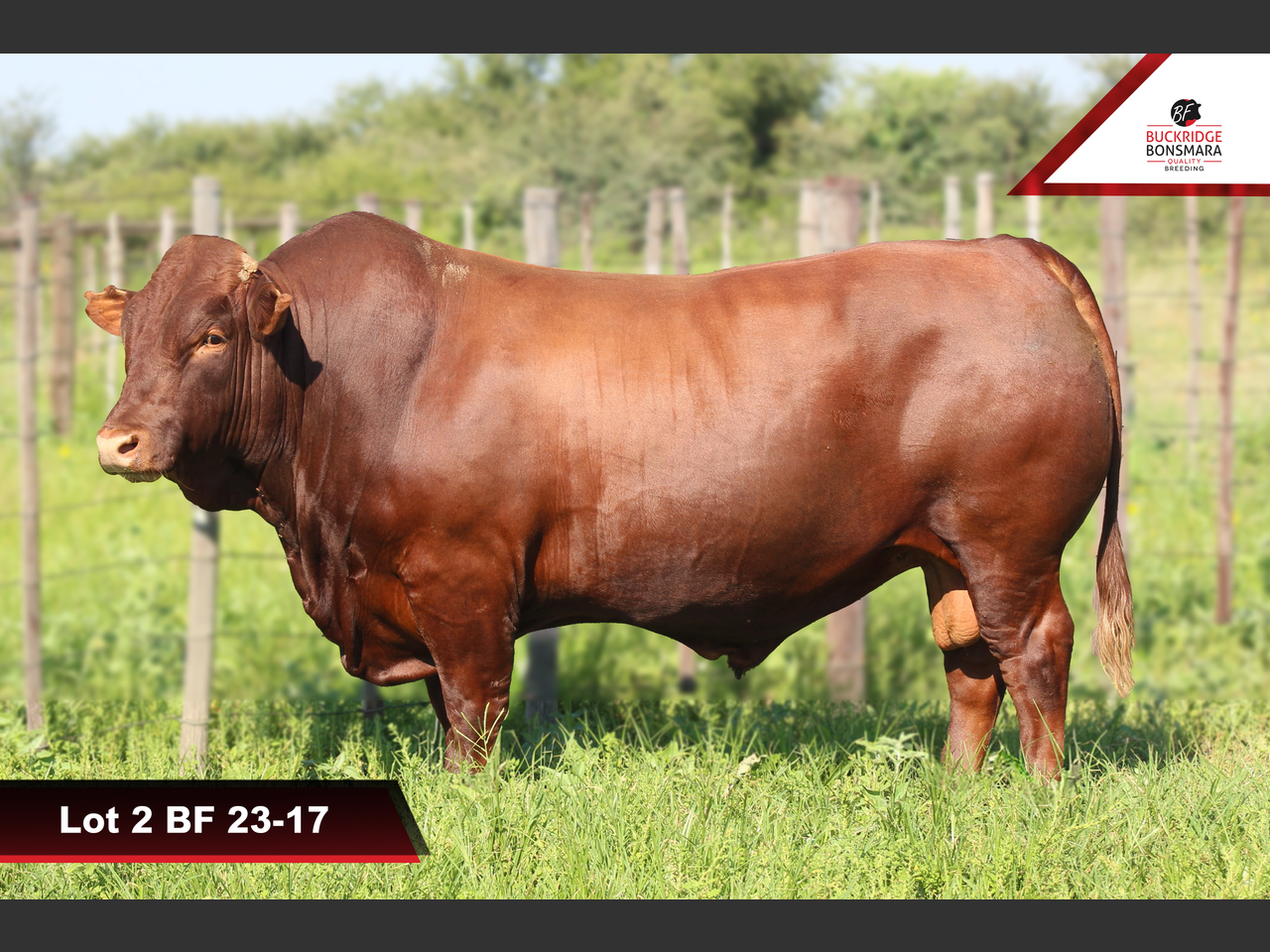 Lot 2 | BUCKRIDGE BONSMARA AANLYN VEILING | SwiftVEE | South Africa’s ...