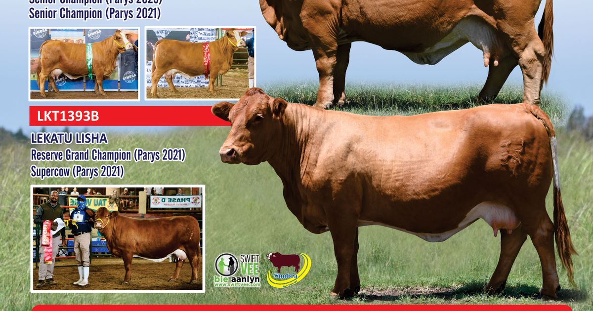 LEKATU SIMBRA & SIMMENTALER ALGEHELE UITVERKOPING | SwiftVEE ...