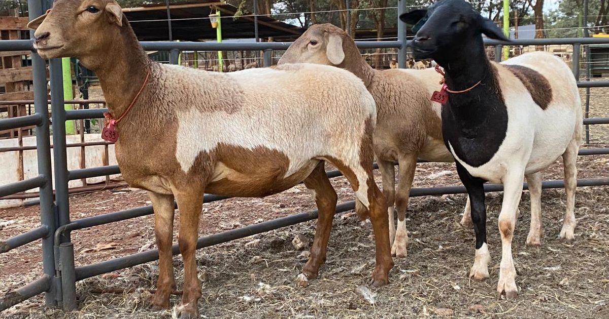 Lot 73 | AUCTION OF PEDI, BOSVELDER AND MEATMASTER TYPES OF SHEEP ...
