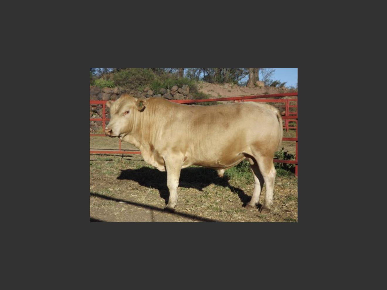 Lot 27 | ALPHA & OMEGA TULI STUD PRODUCTION SALE | SwiftVEE | Livestock ...