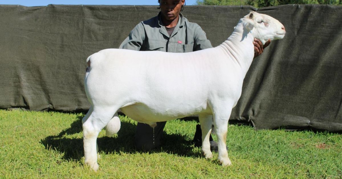 Lot 3 | ATKA 9DE KIMBERLEY DORPER VEILING | SwiftVEE | Livestock ...