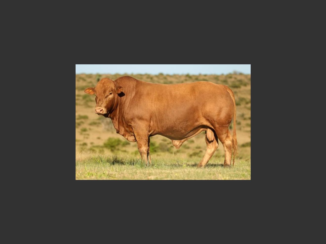 Lot 14 | ALPHA & OMEGA TULI STUD PRODUCTION SALE | SwiftVEE | Livestock ...