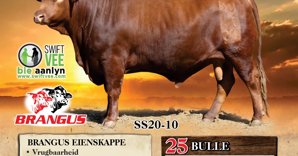 SCHOLTZ BRANGUS STOET 2DE PRODUKSIEVEILING | SwiftVEE | South Africa’s ...
