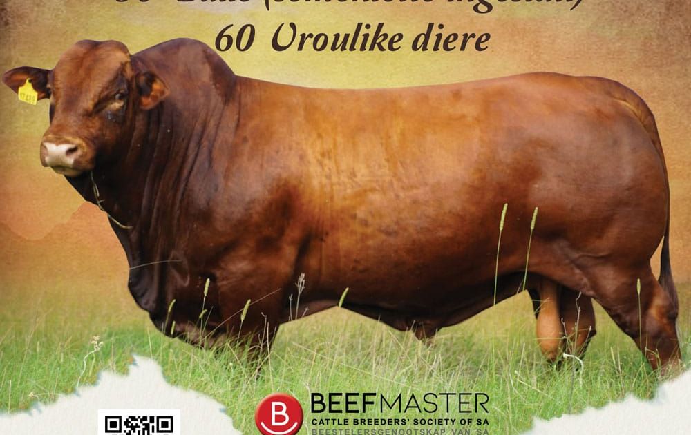 NASIONALE BEEFMASTER VEILING | SwiftVEE | South Africa’s Leading Online ...