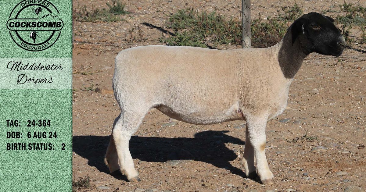 Lot DE11 | COCKSCOMB DORPER & BOERGOAT SALE | SwiftVEE | Livestock ...