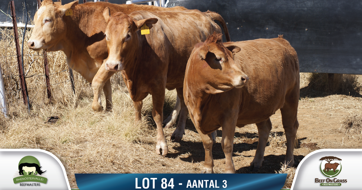 Lot 84 | RHENOSTERVALLEI & BEEF ON GRASS BEEFMASTERS 11DE ...