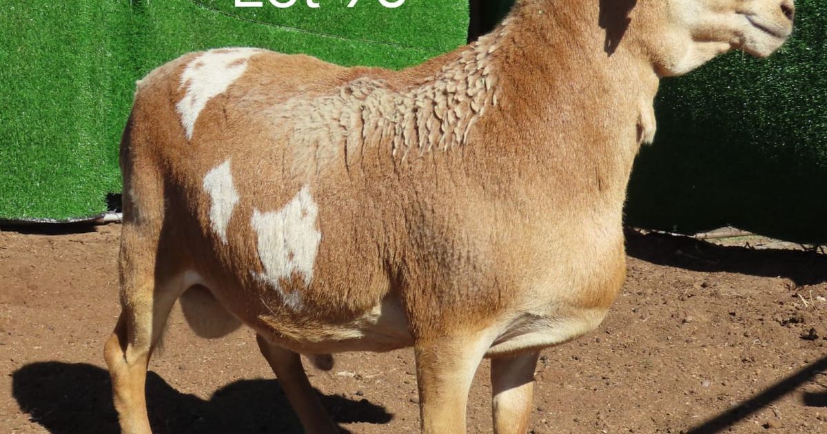 Lot 90 | SENTRAAL KAROO MEATMASTER GROEP JONG OOI VEILING | SwiftVEE ...