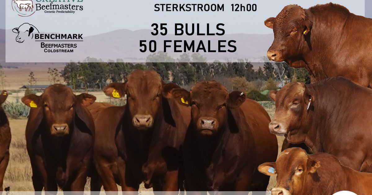 BENCHMARK & CREATIVE BEEFMASTERS AUCTION | SwiftVEE | Livestock ...