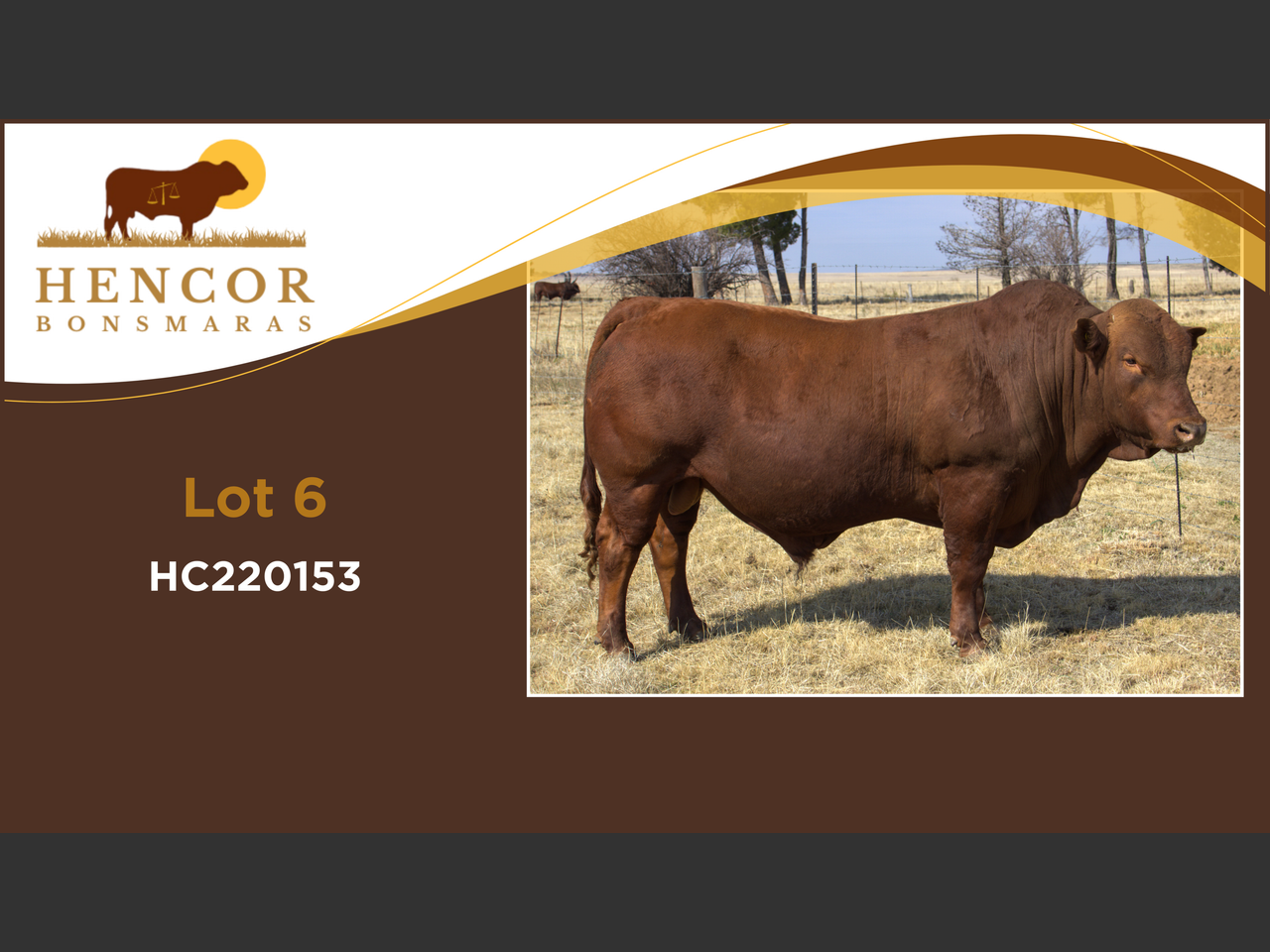 Lot 6 | HENCOR BONSMARAS PRODUKSIEVEILING | SwiftVEE | Livestock ...