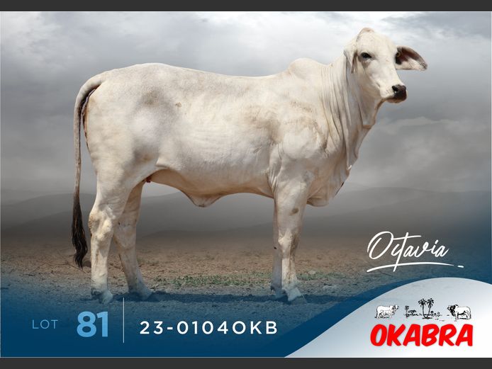 Lot 81 | OKABRA SIGNATURE SALE | SwiftVEE | Livestock & Cattle Webcast ...