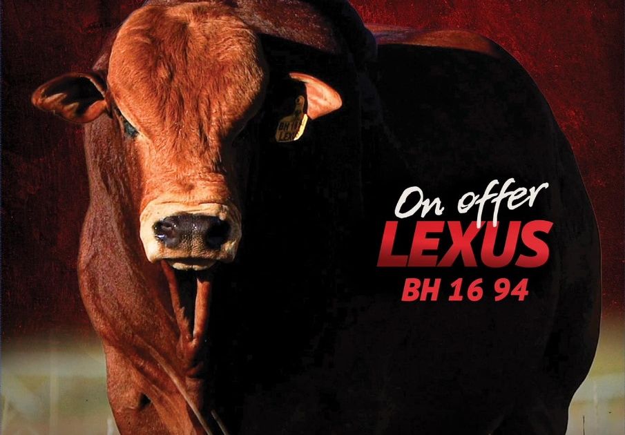 HURWITZ FARMING 10TH BORAN PRODUCTION AUCTION | SwiftVEE | South Africa ...