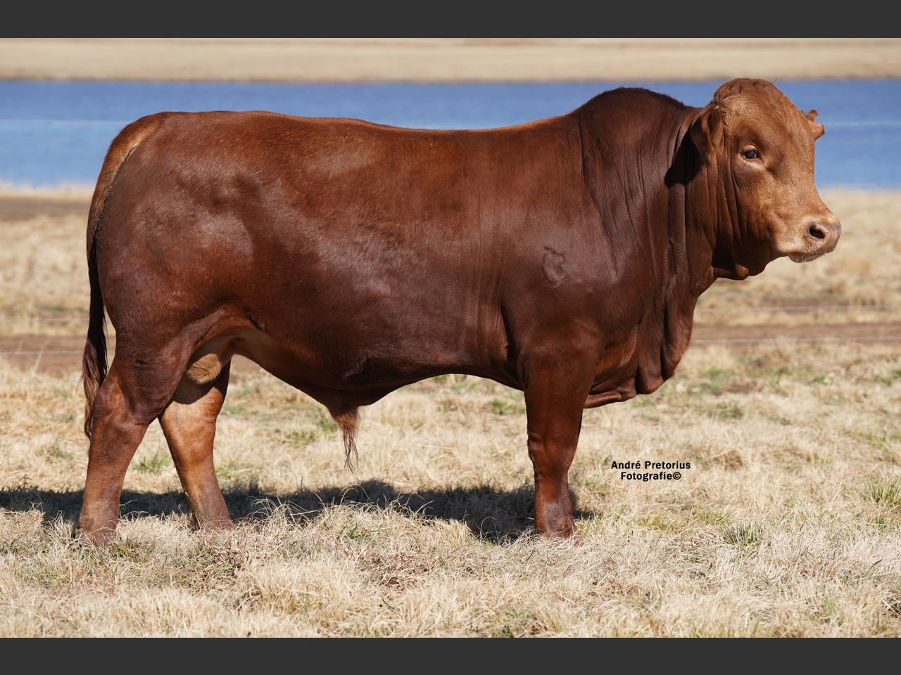 Lot 48 | AG GENE VEILING | SwiftVEE | South Africa’s Leading Online ...