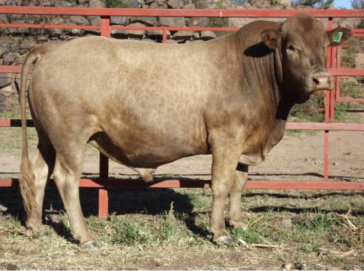 Lot 2 | ALPHA & OMEGA TULI STUD PRODUCTION SALE | SwiftVEE | South ...