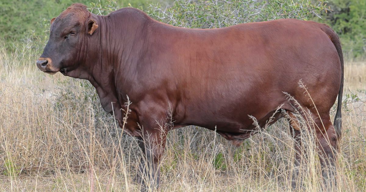 Lot 9 | ALPHAETON BONSMARAS 20TH ANNUAL PRODUCTION SALE | SwiftVEE ...