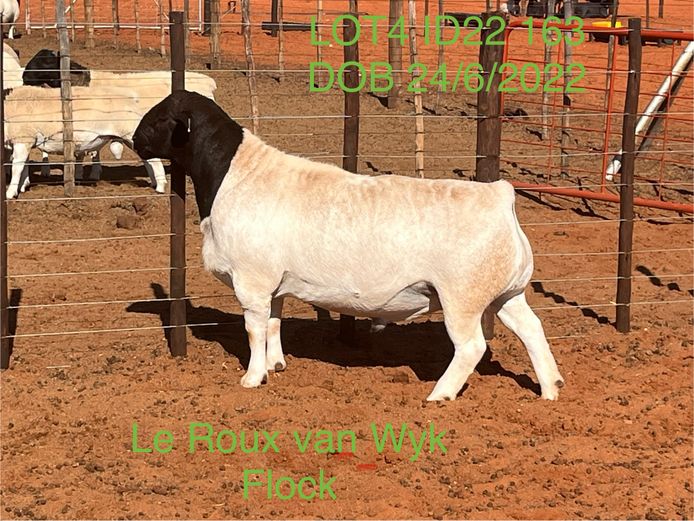 LE ROUX VAN WYK DORPERS PRODUCTION SALE & GUEST SELLERS | SwiftVEE ...