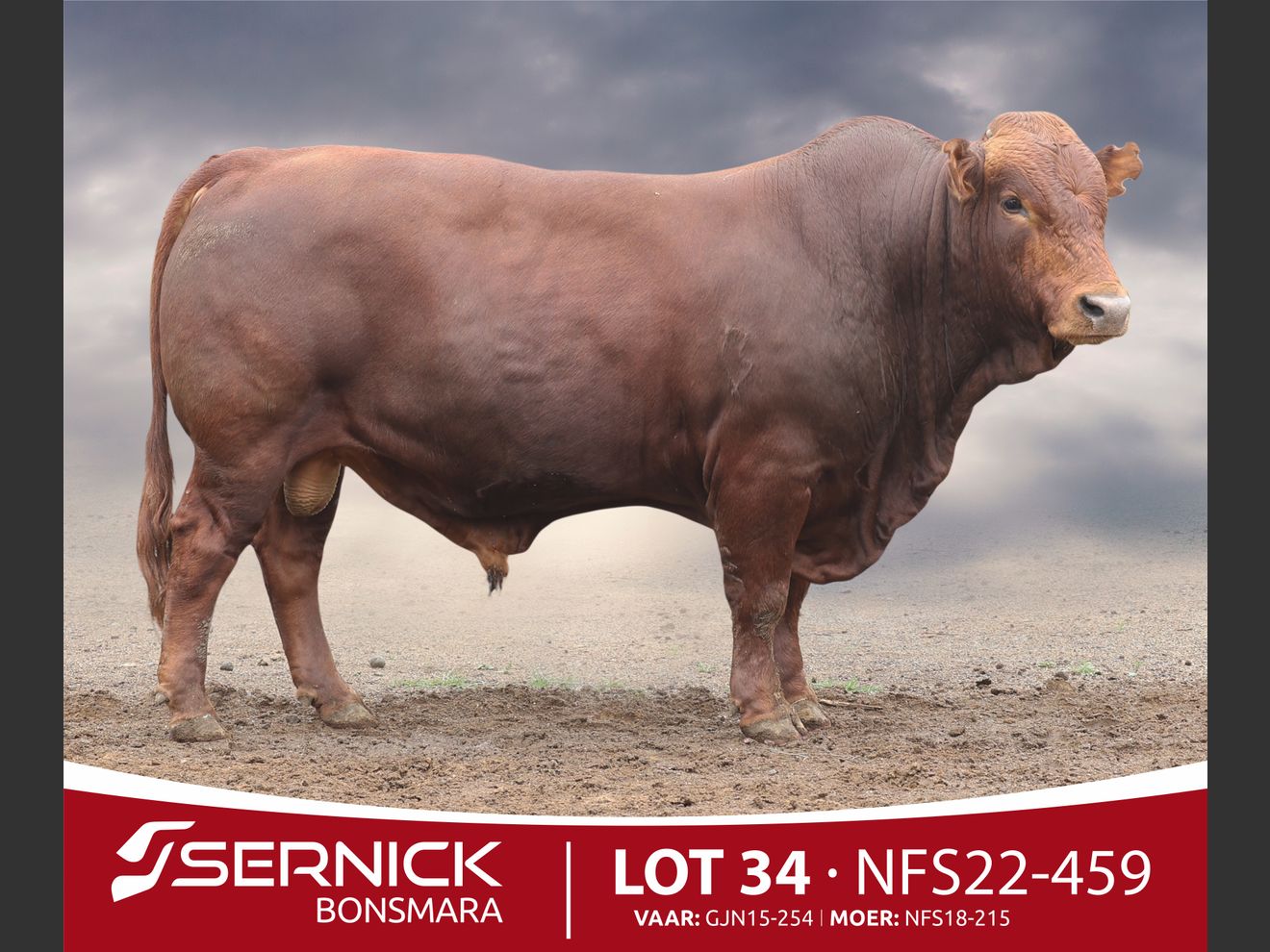 Lot 34 | SERNICK BONSMARA 47STE PRODUKSIEVEILING | SwiftVEE | Livestock ...