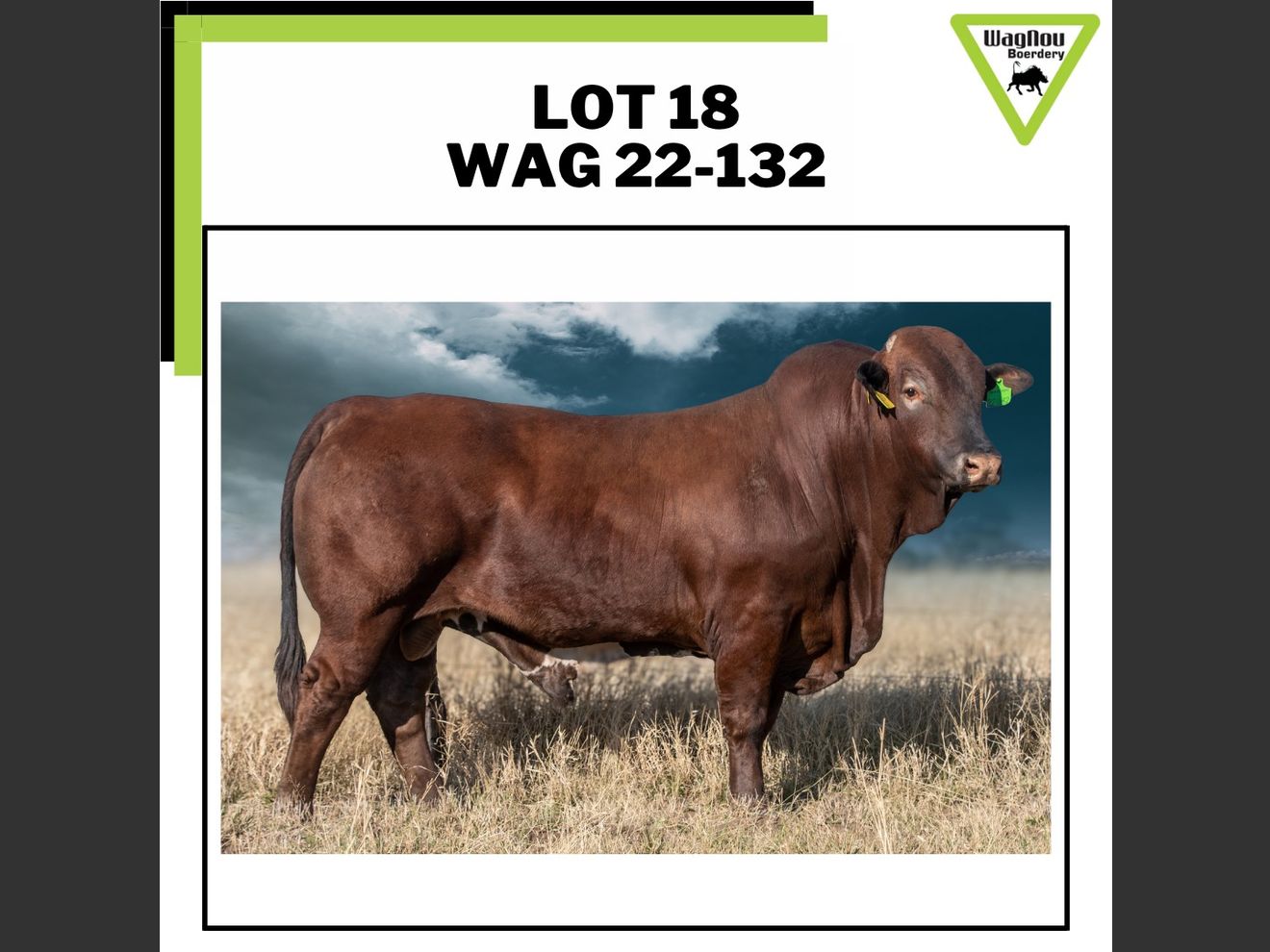 Lot 18 | WAGNOU BEEFMASTER STUD AUCTION | SwiftVEE | Livestock & Cattle Webcast Auctions