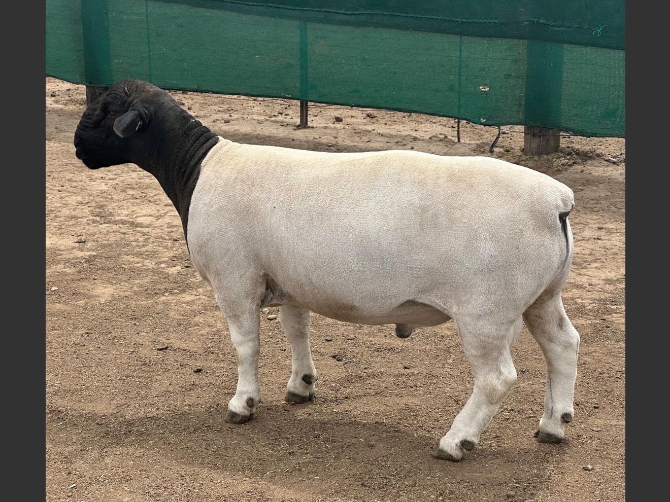 Lot 167 | INTERNASIONALE DORPER & WIT DORPER VEILING - RAM | SwiftVEE ...