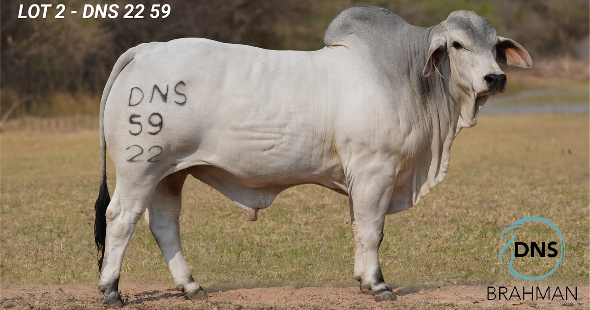 Lot 2 | AU ALBIDUS & GASVERKOPERS 8STE PRODUKSIEVEILING | SwiftVEE ...