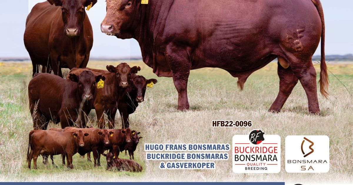 HUGO FRANS BONSMARAS 3DE PRODUKSIEVEILING | SwiftVEE | South Africa’s ...