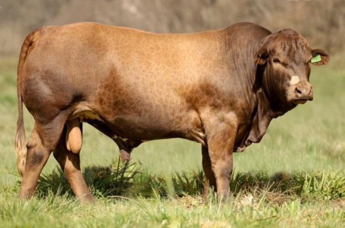 Lot 4 | ALPHA & OMEGA TULI STUD PRODUCTION SALE | SwiftVEE | South ...