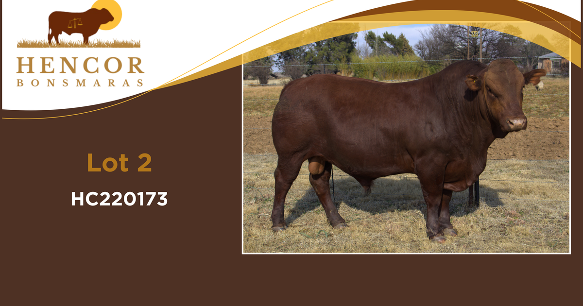 Lot 2 | HENCOR BONSMARAS PRODUKSIEVEILING | SwiftVEE | Livestock ...