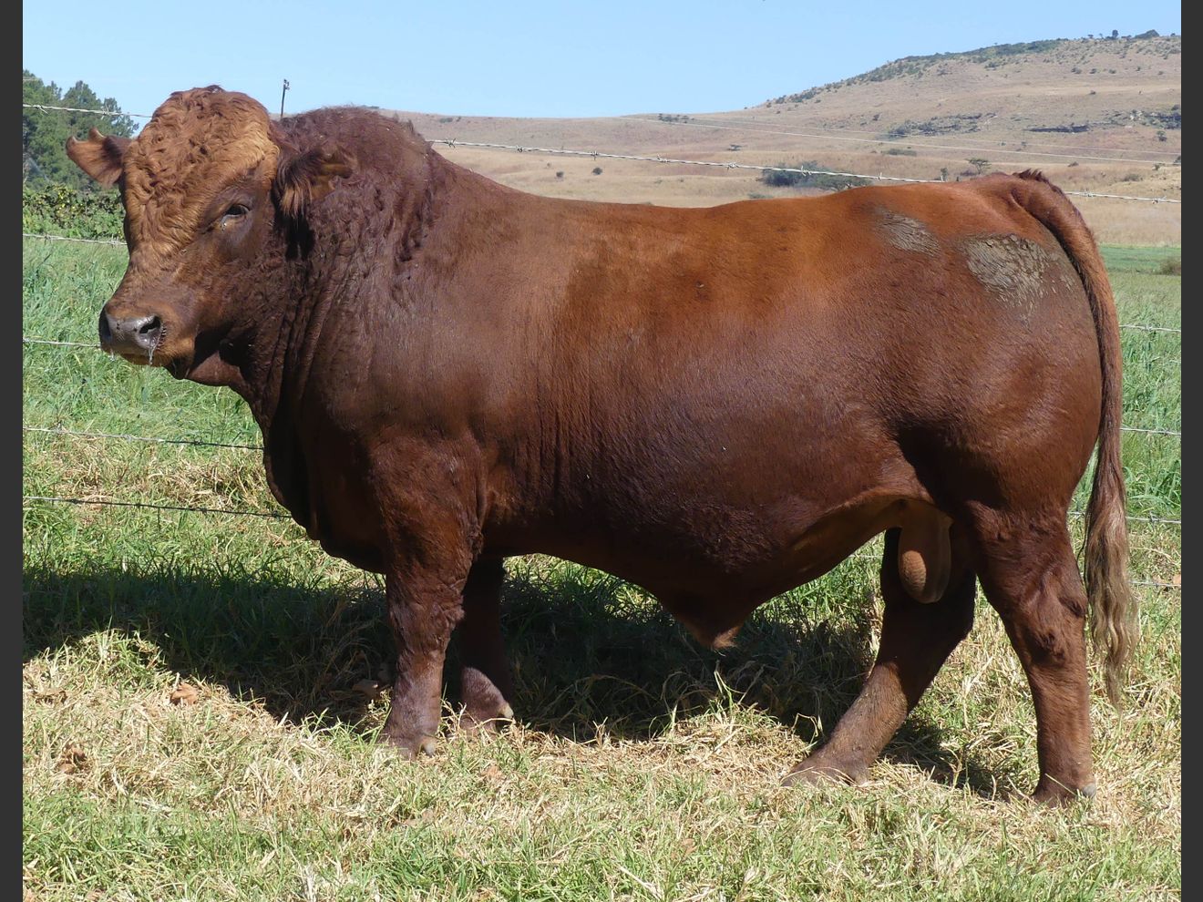 Lot 31 | UP GEORGE BONSMARAS 26TH PRODUCTION SALE | SwiftVEE ...
