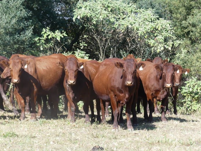 Lot 140 | UP GEORGE BONSMARAS 26TH PRODUCTION SALE | SwiftVEE ...