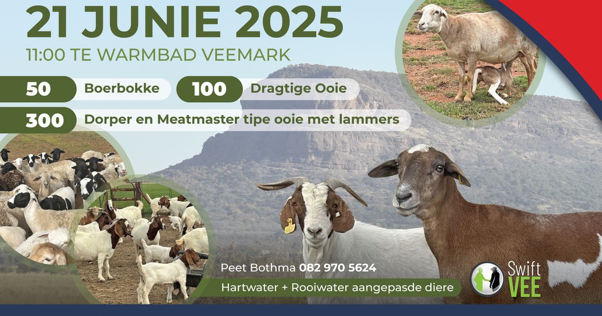 PEET BOTHMA UITVERKOPING VEILING VAN KLEINVEE | SwiftVEE | Livestock ...