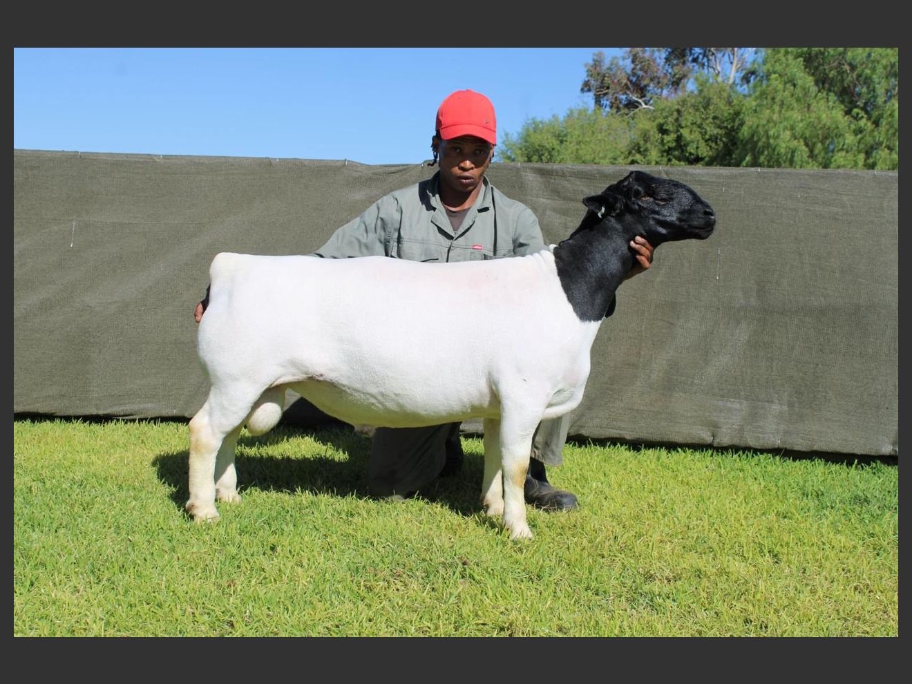 Lot 9 | ATKA 9DE KIMBERLEY DORPER VEILING | SwiftVEE | Livestock ...