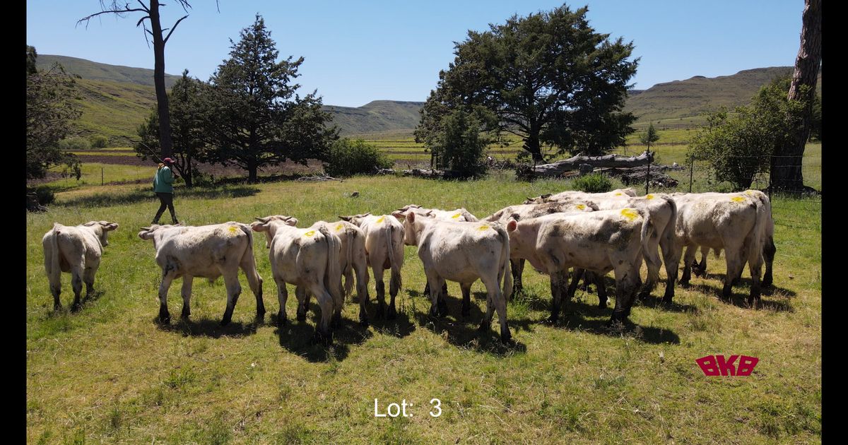 Lot 3 | BKB BARKLY OOS DIGITALE SPEENKALFVEILING | SwiftVEE | South ...