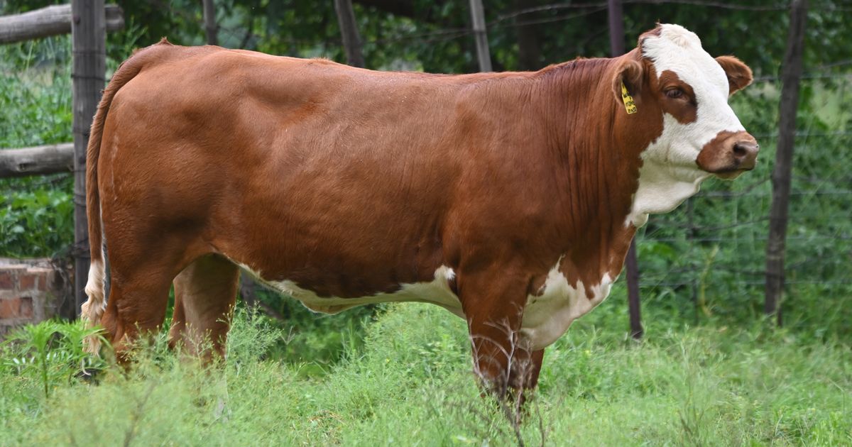 Lot 77 | LEKATU SIMBRA & SIMMENTALER ALGEHELE UITVERKOPING | SwiftVEE ...